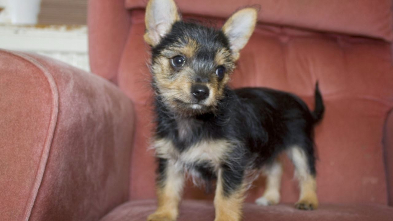 18 photos de magnifiques chiens Yorkshire Terriers croisés