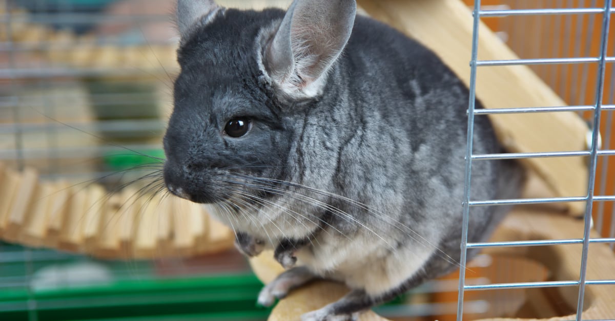 Maison Pour Chinchilla | Ventana Blog