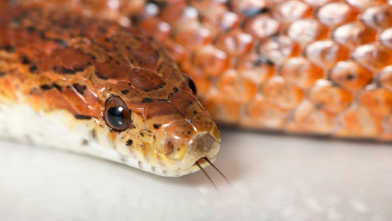 La morsure de votre serpent : les causes et comment les éviter