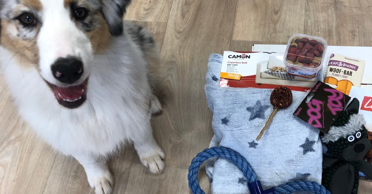 Découvrez la nouvelle box Woopets et son contenu unique pour gâter ...