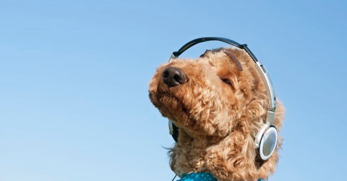 Selon cette étude, le chien fait abstraction du bruit lorsqu'il entend ...