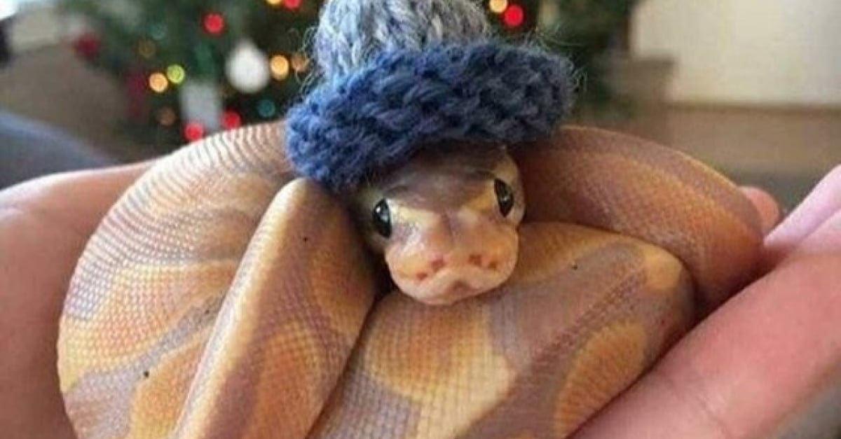 19 serpents tellement mignons que vous en perdrez les mots