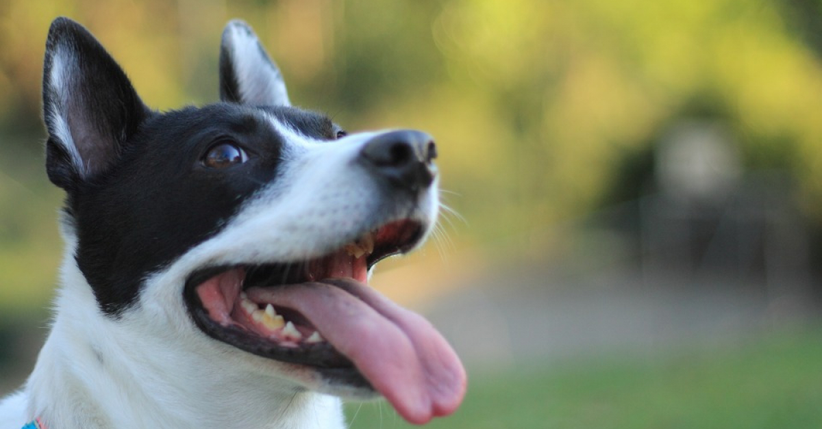 Quand une chienne berger créole retrouvée en Guadeloupe termine en ...