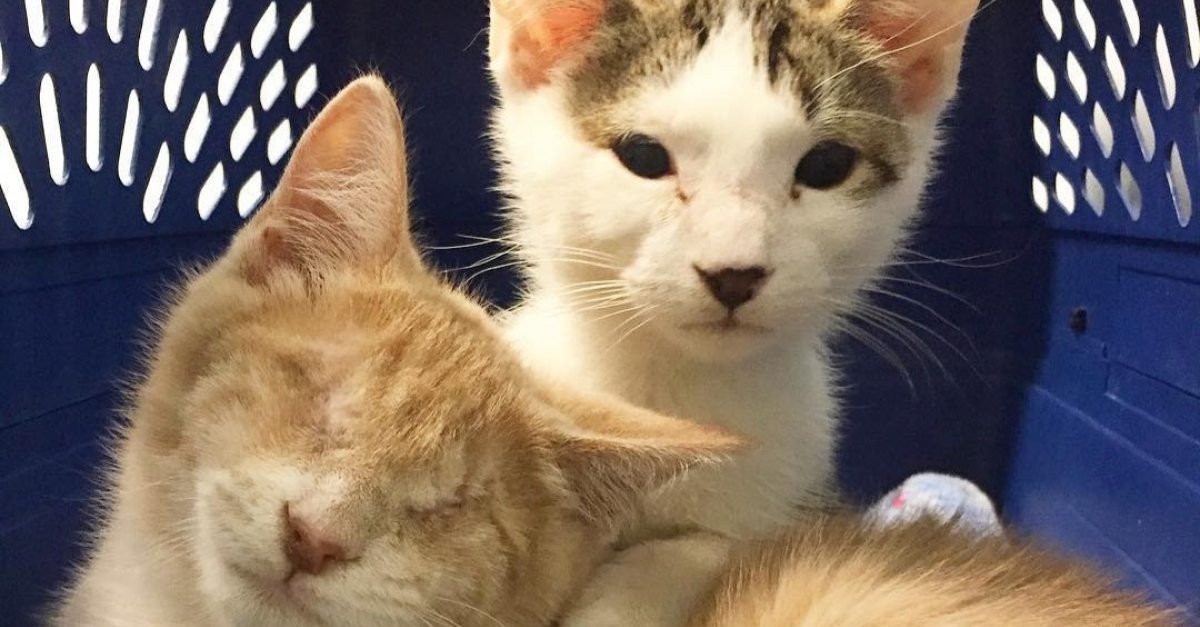 Après avoir sauvé un chat aveugle, un couple sauve son frère en l ...