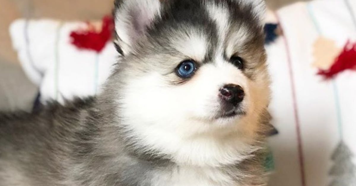 16 photos prouvant que les chiens croisés ne manquent pas de charme