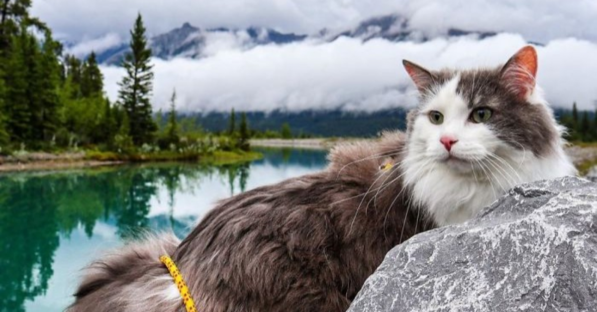 Découvrez Gary, chat alpiniste, star d’Instagram grâce à ses ...