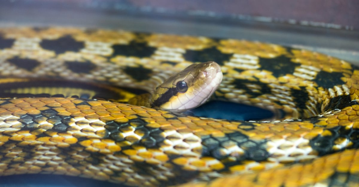 Comment faire garder son serpent en cas d'absence