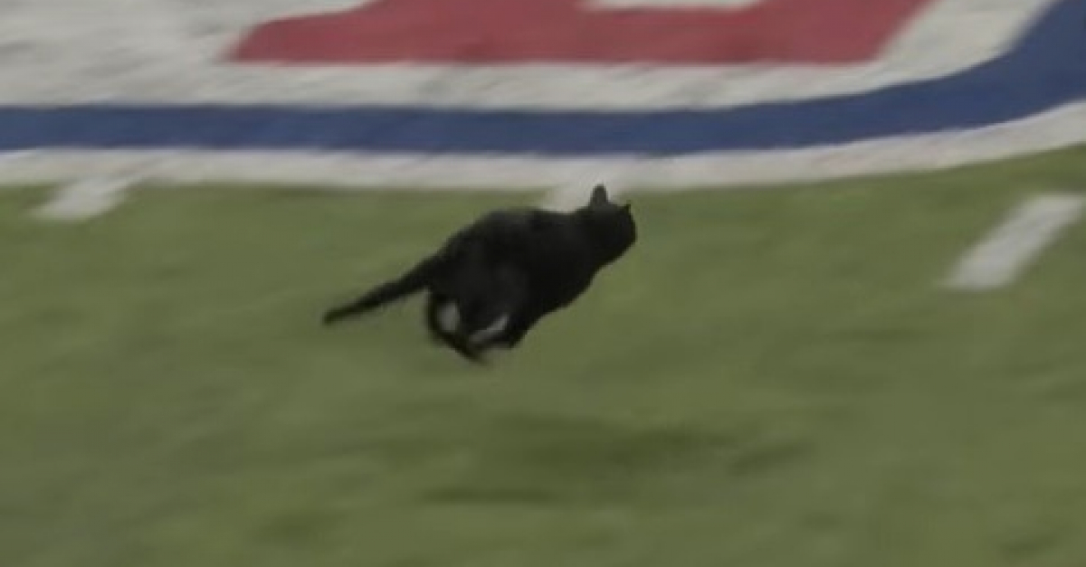 Un chat fait sensation en débarquant sur le terrain en plein match de ...