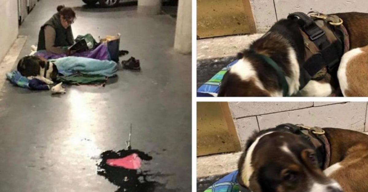 Appel à la solidarité pour une SDF et son chien, pour un hébergement