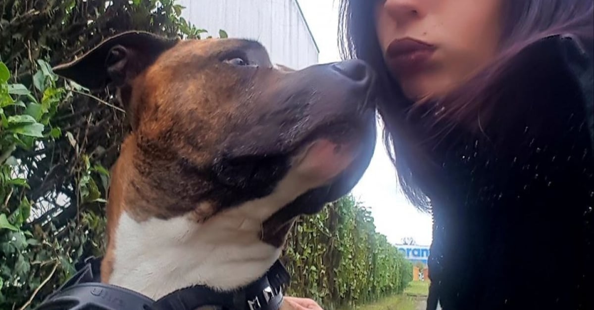 Des nouvelles de Curtis, le chien d’Elisa Pilarski décédée après une ...