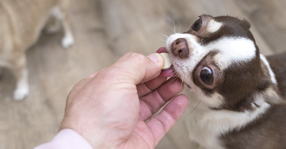 Vers du chien : en venir à bout naturellement