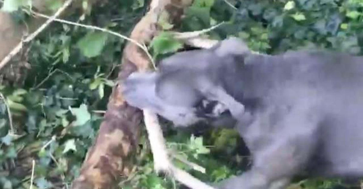 Fier d'avoir trouvé le plus gros bâton possible ce chien ne repartira ...