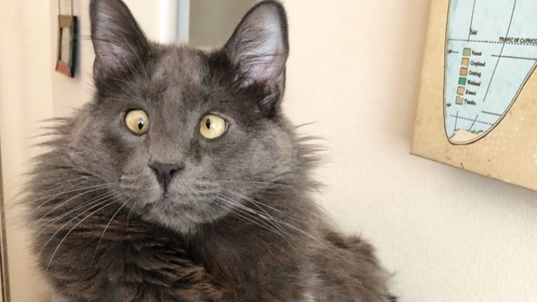 Cet adorable chat qui louche met sa popularité sur les réseaux sociaux ...