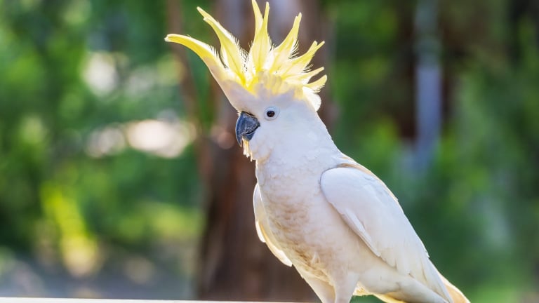 Tout savoir sur le cacatoès : espèces, alimentation, durée de vie, maladies