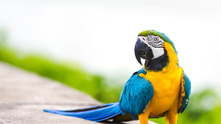 Tout savoir sur le Ara : espèces, alimentation, durée de vie, maladies