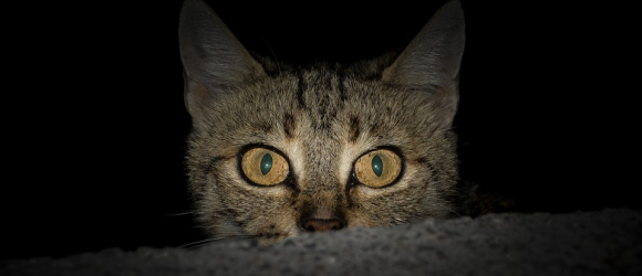 Pourquoi les yeux des chats brillent-ils la nuit