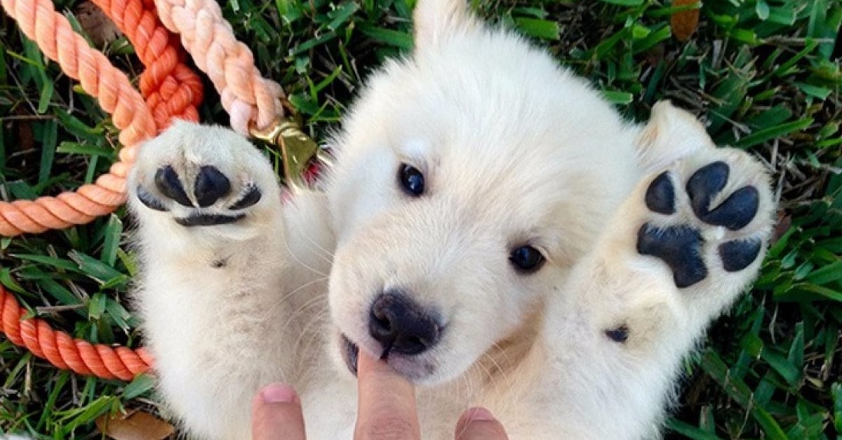 20 photos de chiots qui vous feront craquer avant que ne vous en ...