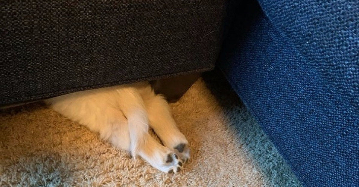 16 photos d'animaux experts en cache-cache que vous ne trouveriez plus ...