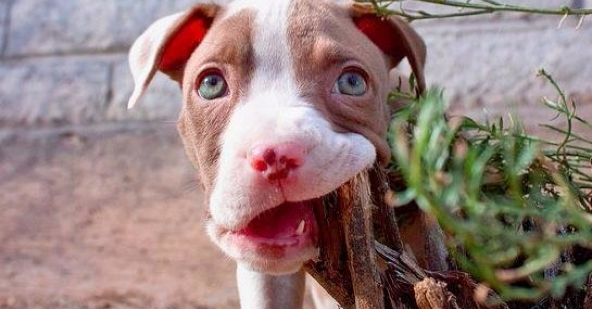 20 photos de chiots Pitbull vivant pleinement leurs premières fois