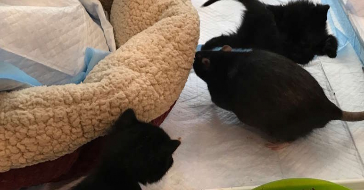 L'improbable duo formé par ces deux rats cat-sitters qui prennent en ...