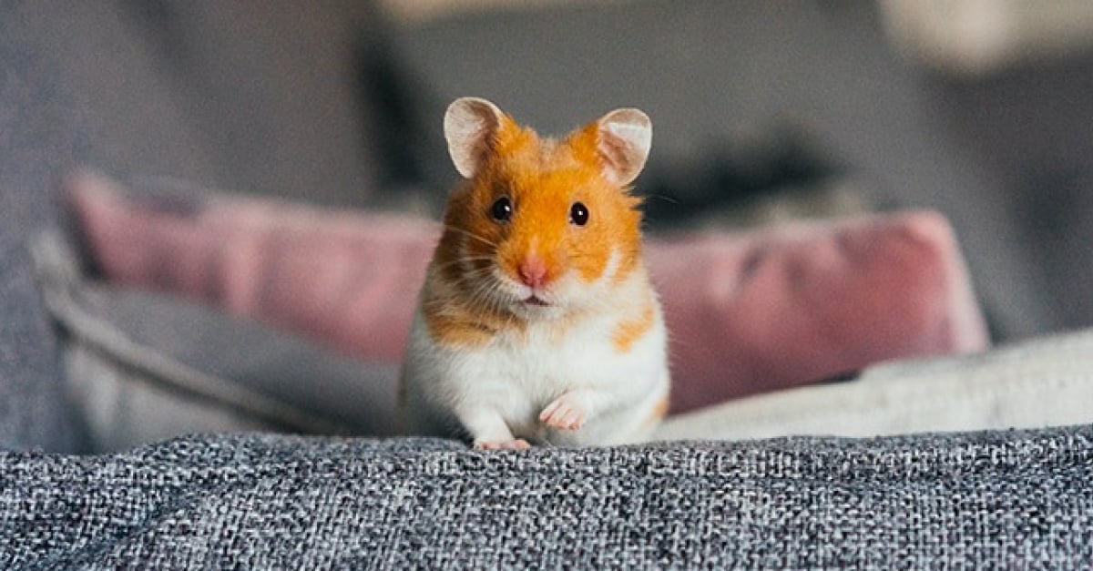Adopter un hamster : quels critères pour faire son choix