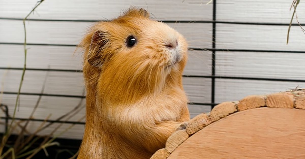 Le cochon d'Inde est-il fait pour moi ? - Tout savoir pour une adoption ...