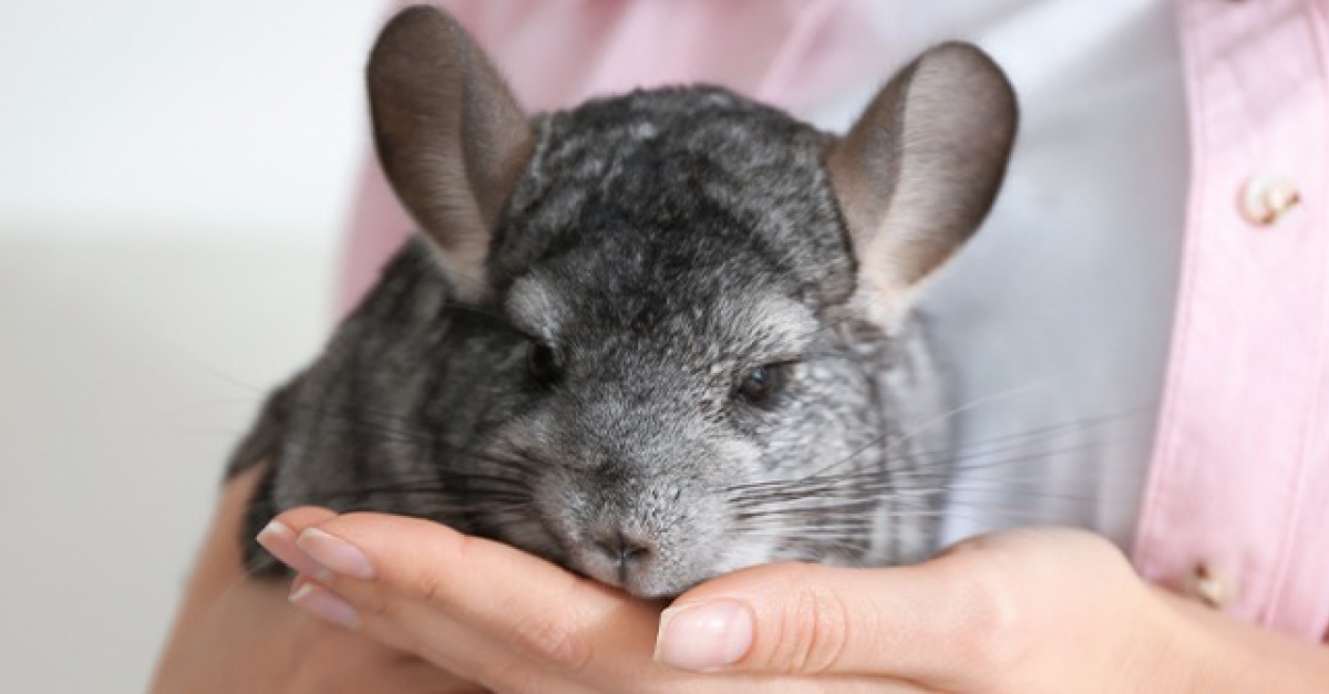 Adopter un chinchilla : quels critères pour faire son choix