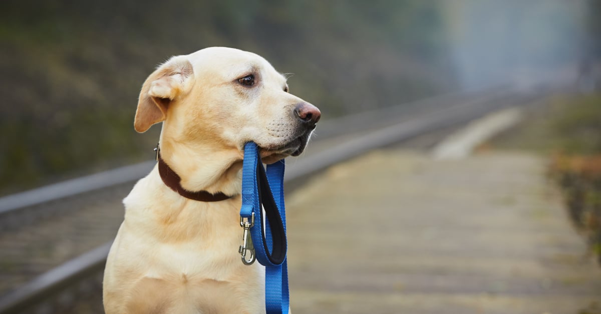 Les animaux perdus : que prévoit la loi pour le sort de votre animal et ...