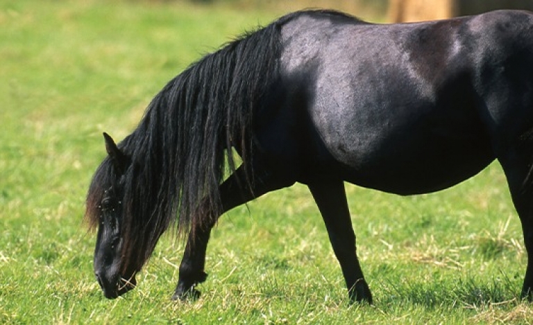 La colique chez le cheval : causes, symptômes et traitements