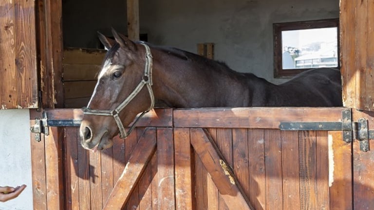 Le cheval en demi-pension : fonctionnement, avantages et tarifs