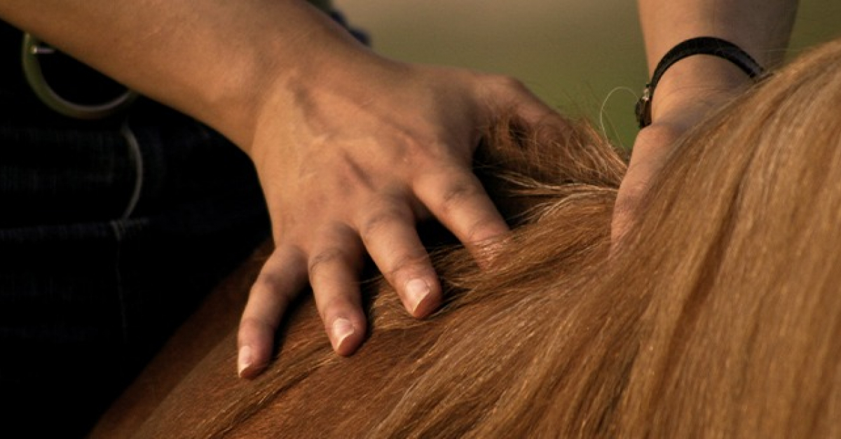 La dermatite estivale chez le cheval : causes, symptômes et traitements