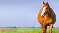 Gestation et naissance des chevaux : comment s'y préparer