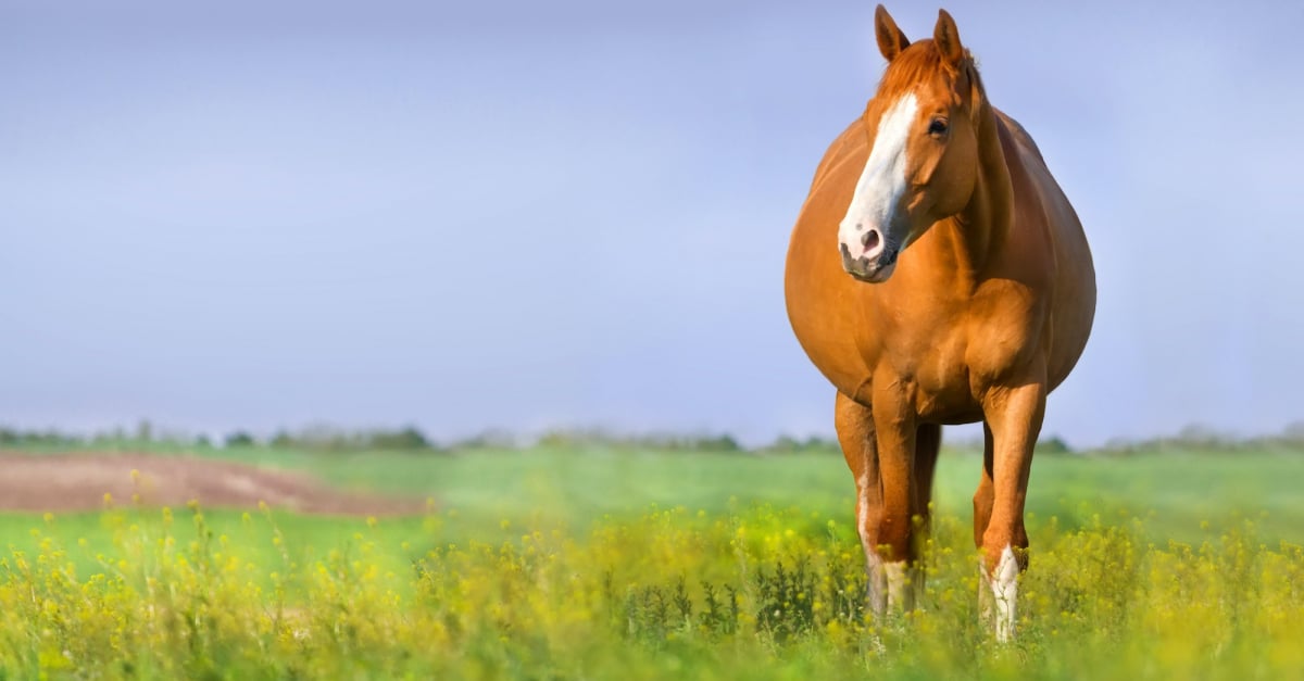 Prendre soin d'une jument pleine : comment veiller à sa santé, son ...