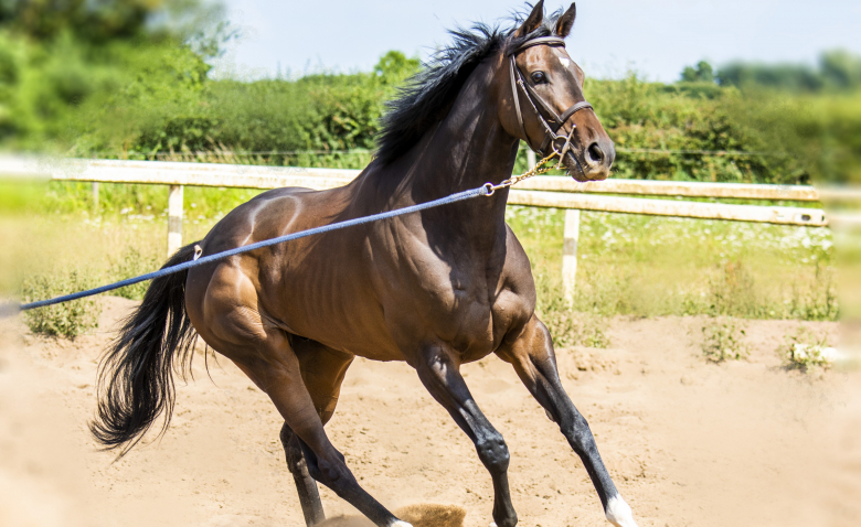 Pourquoi travailler son cheval à la longe : avantages et inconvénients