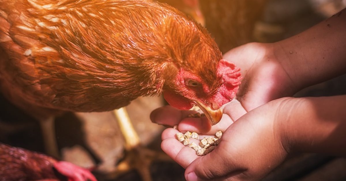 Bien nourrir ses poules : que peut-on leur donner à manger