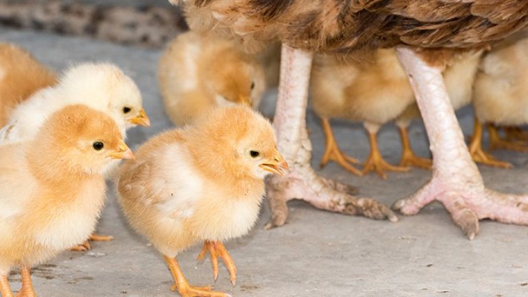 La reproduction chez la poule : comment ça se passe