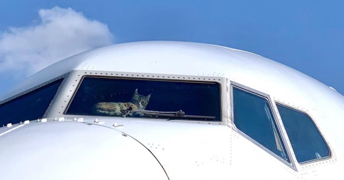 Un chat s'introduit dans le cockpit d'un avion et crée d'importants ...