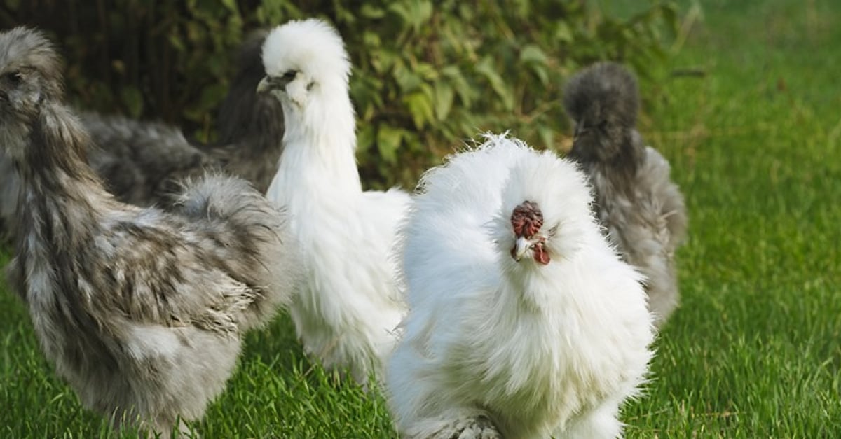 Quelle race choisir pour une poule d'ornement