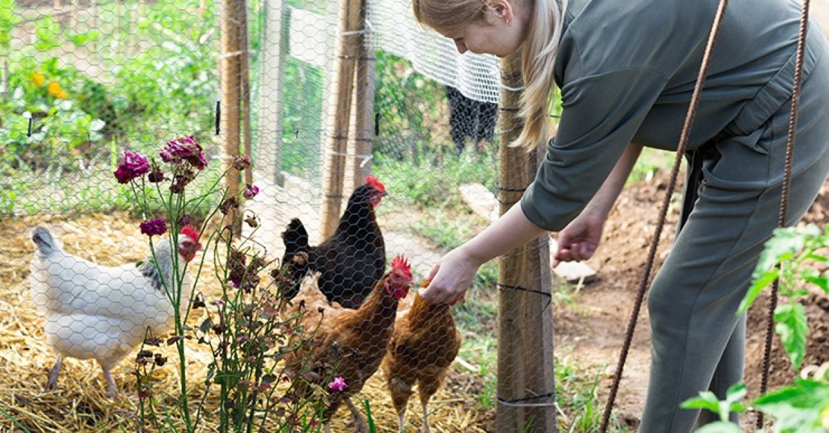 Comment faire une basse-cour ? - Nos conseils pour bien démarrer
