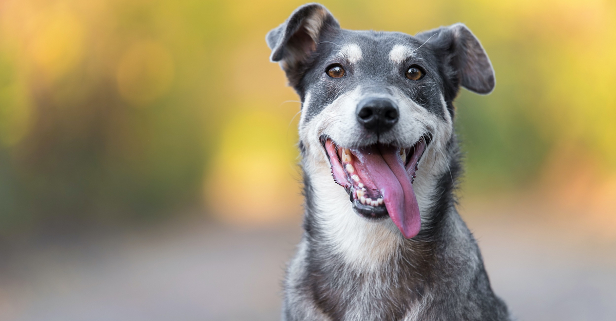 Les Meilleurs Noms En V Pour Un Chien En 2024