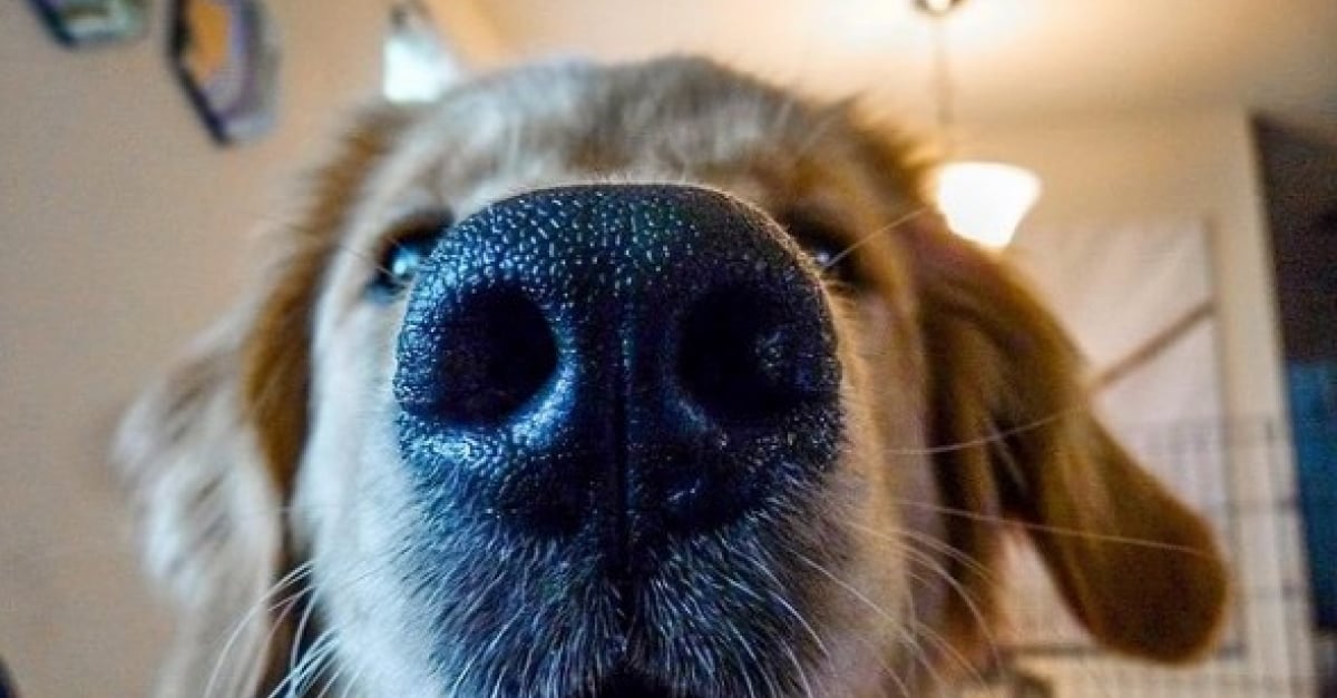 18 photos de chiens adorables prêts à vous faire un bisou esquimau