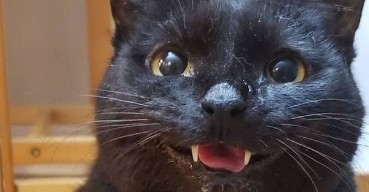 15 photos de chats tout sourire