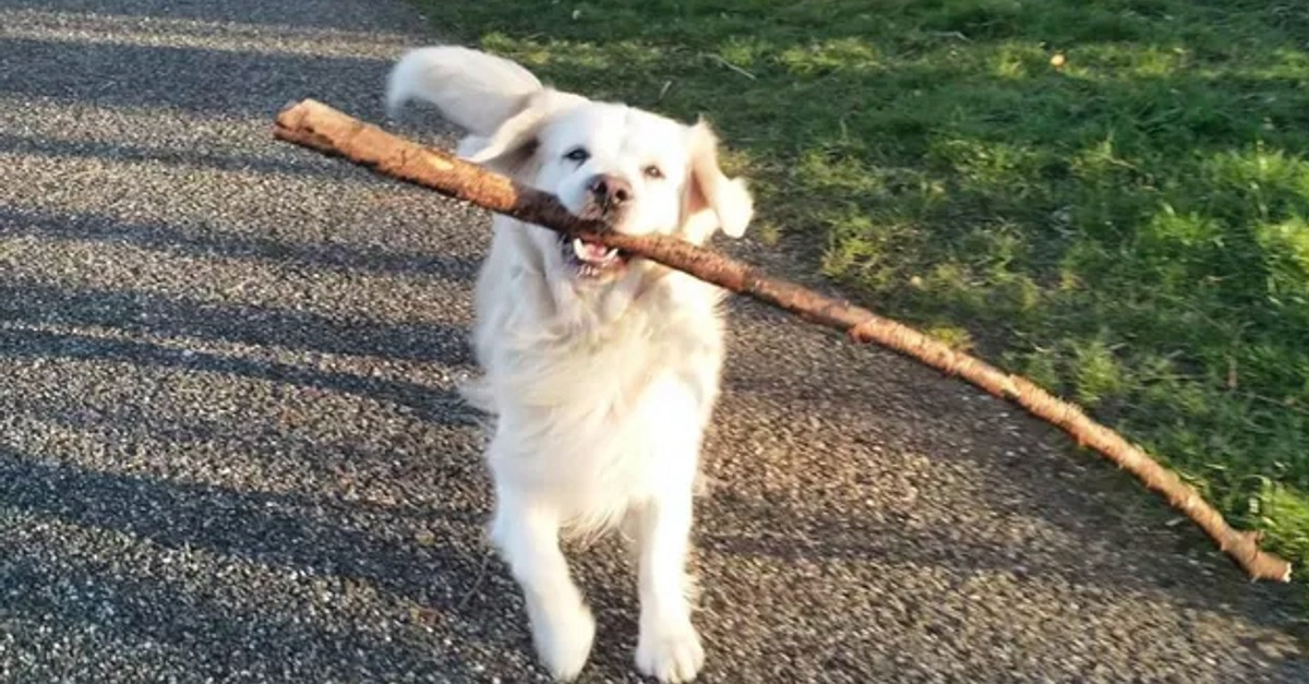 18 chiens apportant fièrement un gros bâton