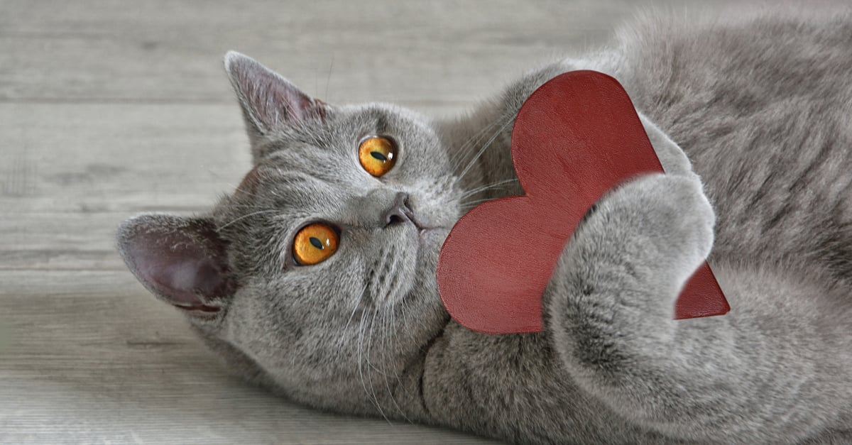 Entretenir la santé cardiovasculaire du chat grâce à la phytothérapie