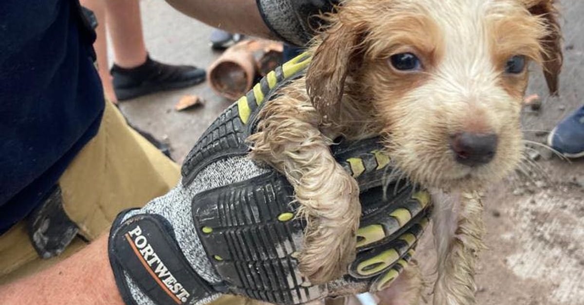 Les manoeuvres minutieuses des pompiers pour libérer un chiot piégé ...
