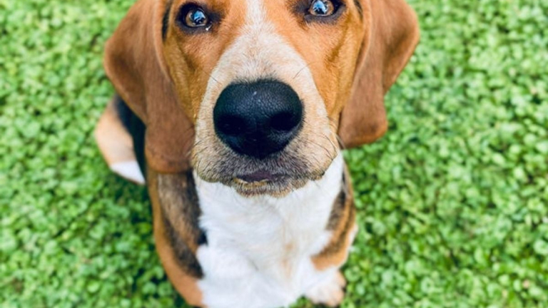 20 photos de Beagles doux et attachants
