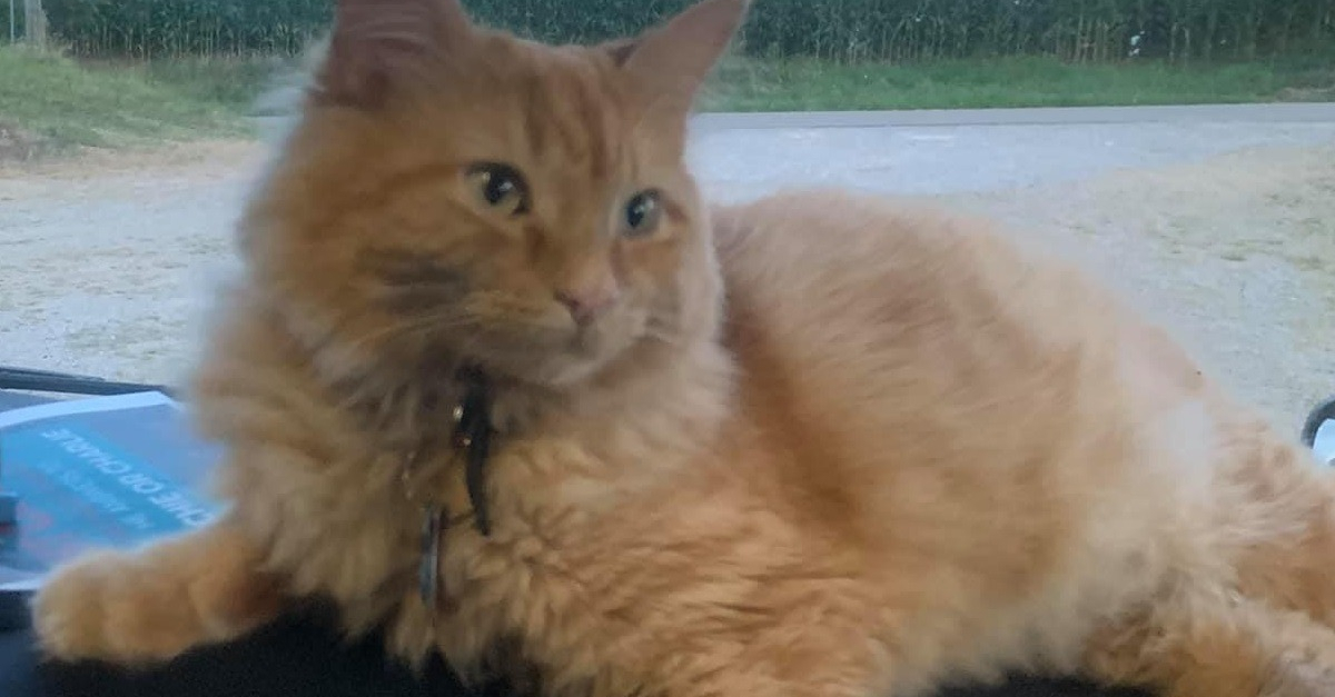 Superbe élan de solidarité pour retrouver le chat d’un chauffeur ...
