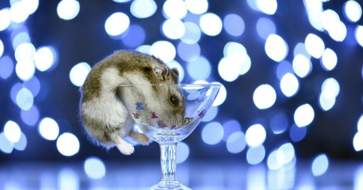 Découvrez 20 photos de rongeurs domestiques doux et adorables