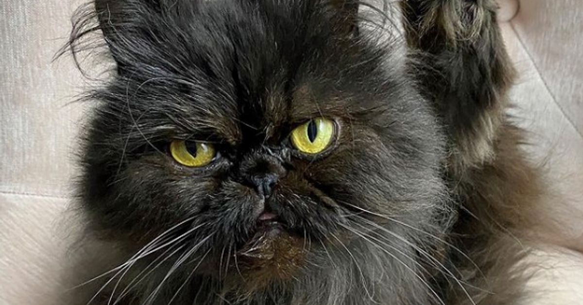 Ces 13 chats ont hérité du visage grincheux de Grumpy Cat