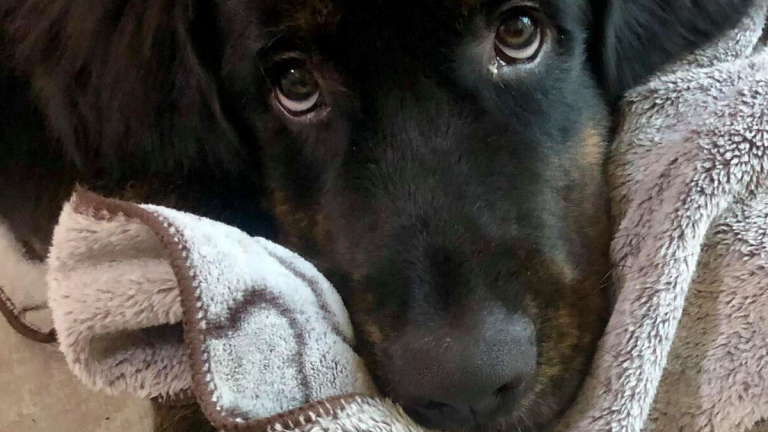 Un chien craintif n'ira nulle part sans sa couverture réconfortante qui ...